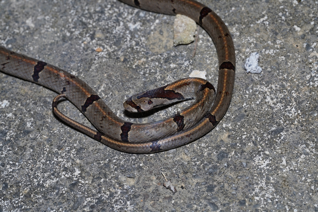 Chinese Kukri Snake from 黔南 on July 28, 2023 at 11:45 PM by Zitao Xu ...