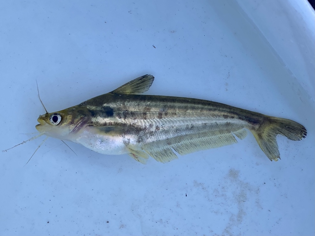 silver butter catfish from Zambezi, Western, ZM on August 7, 2023 at 07 ...