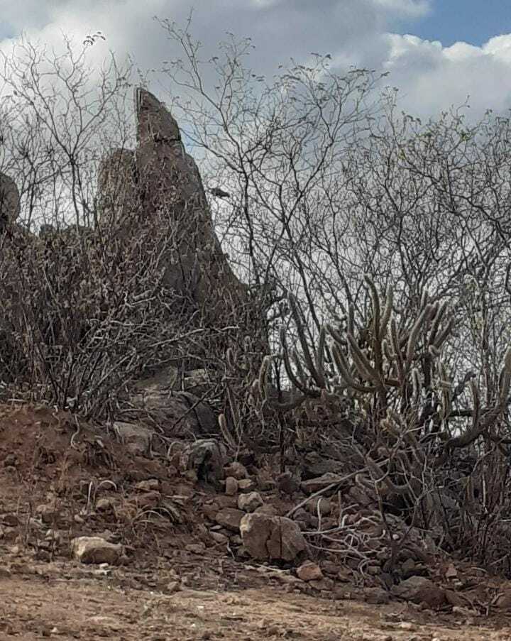 Rock Cavy from São Domingos do Cariri - PB, Brasil on November 24, 2022 ...
