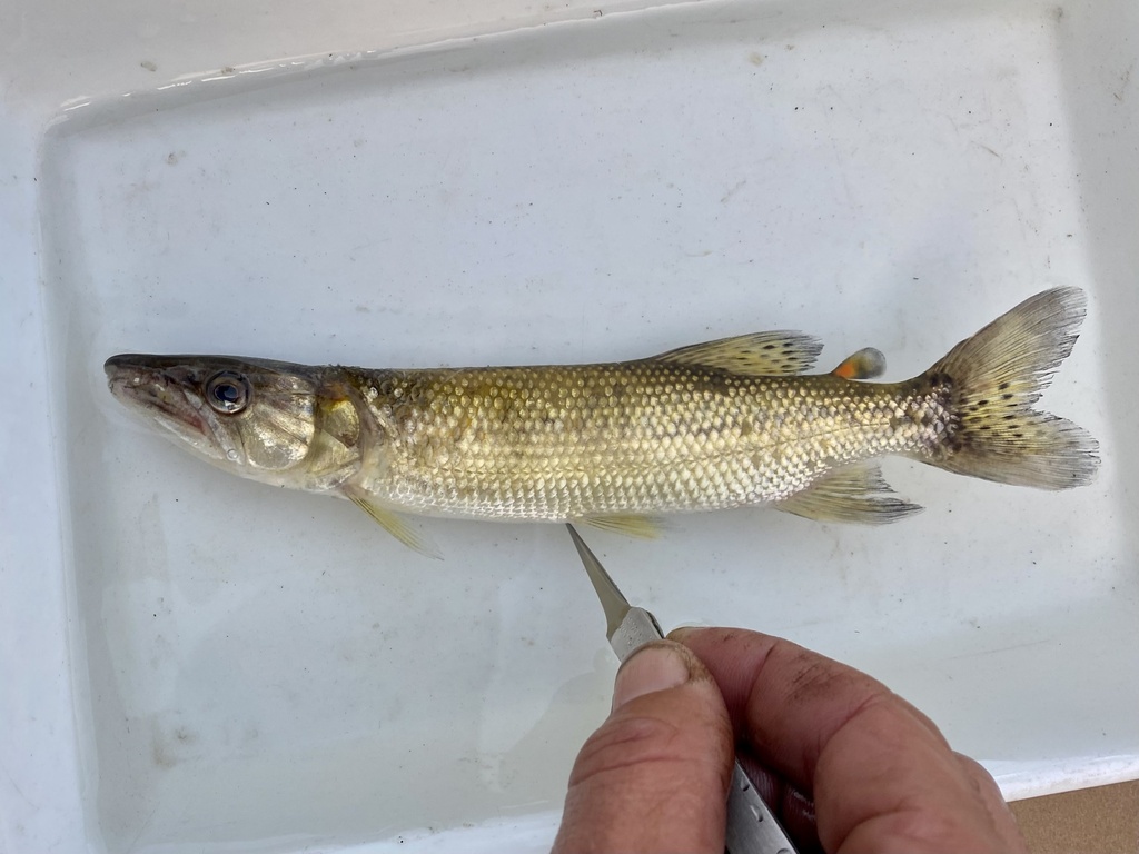 Southern African Pike from Western, ZM on August 4, 2023 at 07:49 AM by ...