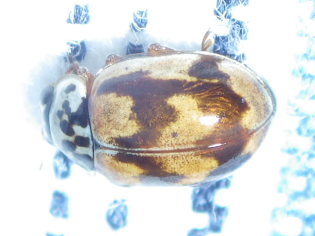 Painted Ladybird from Priest Point, WA, USA on August 11, 2023 at 06:34 ...