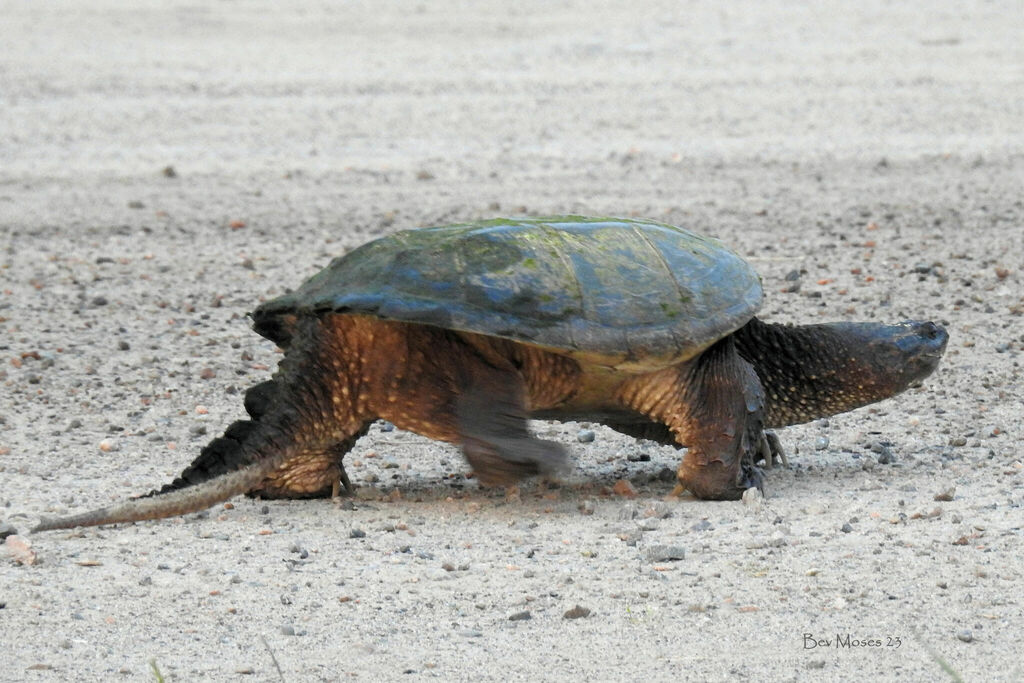 Common Snapping Turtle from Parry Sound District, ON, Canada on June 21 ...