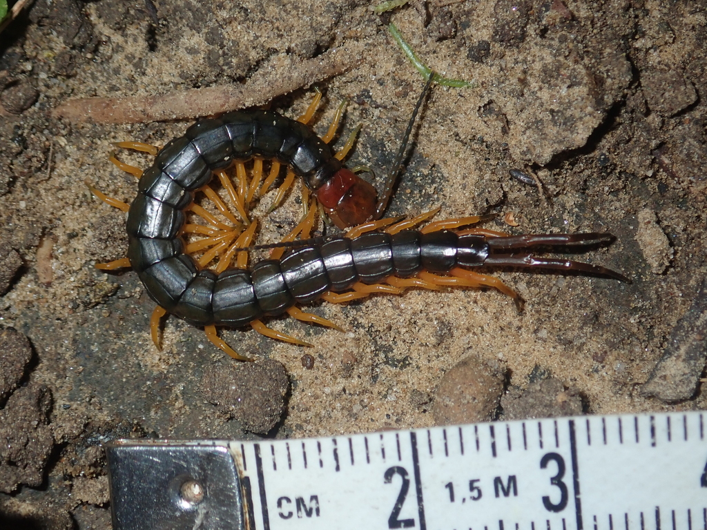 Chinese Red-headed Centipede from Keelung, Taïwan on June 25, 2023 at ...