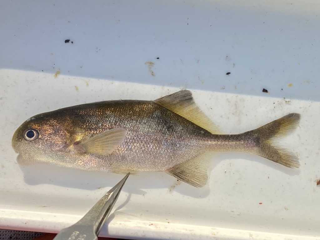 Cubango Stonebasher from Zambezi, Western, ZM on August 3, 2023 at 08: ...