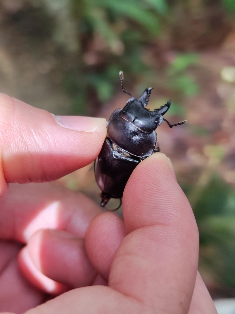Neolucanus from Zhangzhou, CN-FJ, CN on August 13, 2023 at 10:46 AM by ...