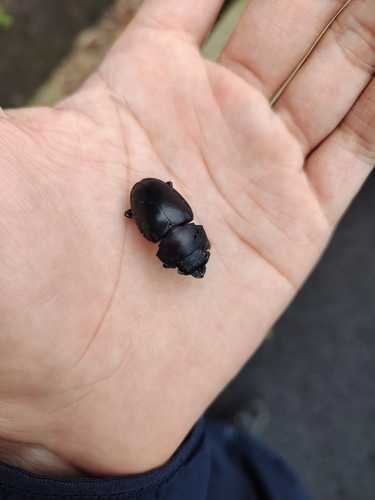 Observations by tref · iNaturalist