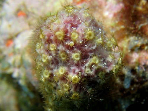 Sponge Zoanthid (Umimayanthus parasiticus)