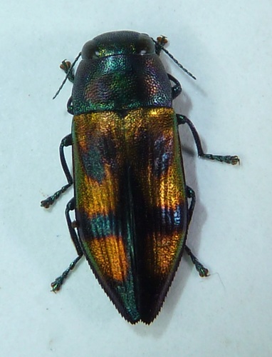 Melobasis superba · iNaturalist