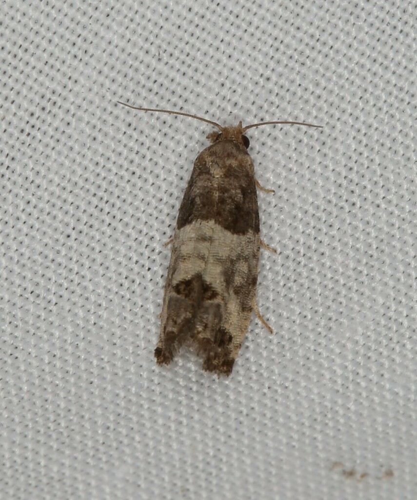 Eye-spotted Bud Moth from Mont-Joli, QC, Canada, 1101 rue Lussier on ...