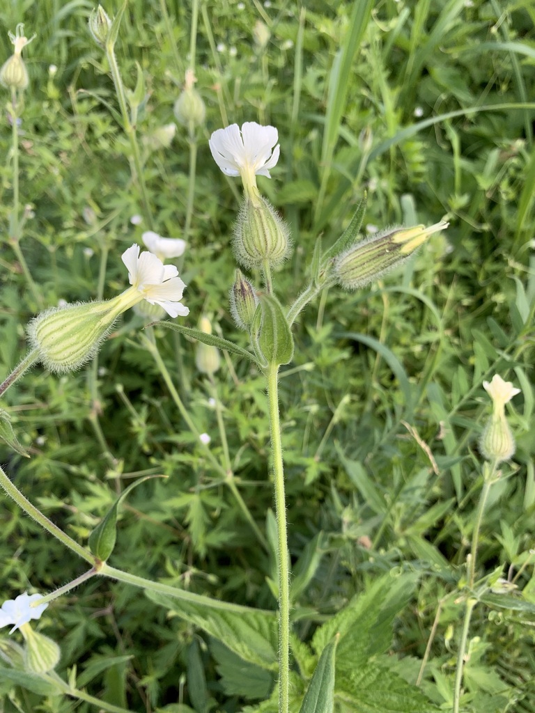 evening lychnis from Нижнетавдинский р-н, Тюменская обл., Россия on ...
