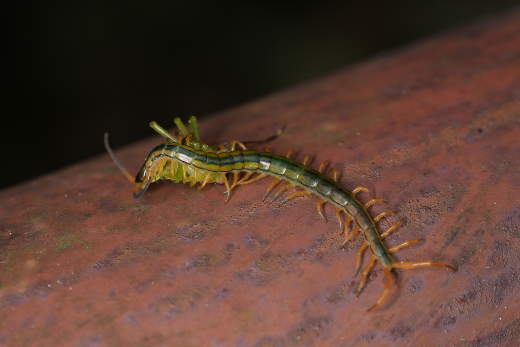 Chinese Red-headed Centipede from Banpo-myeon, Gongju-si ...
