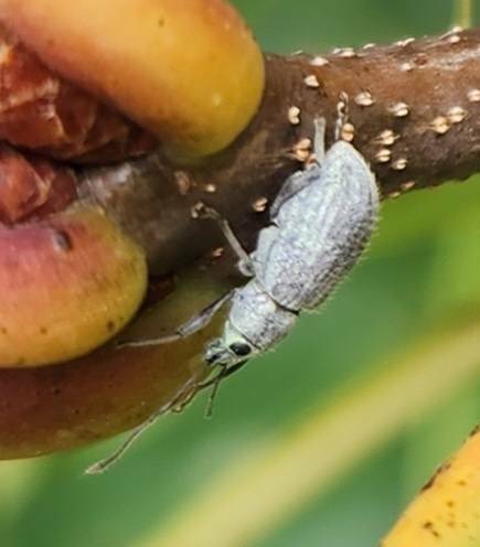 Asian Oak Weevil from EwA at Horn Pond on August 17, 2023 by ...