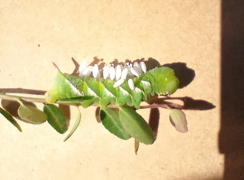 Pawpaw Sphinx from Jonesboro, AR, USA on August 17, 2023 at 09:49 AM by ...