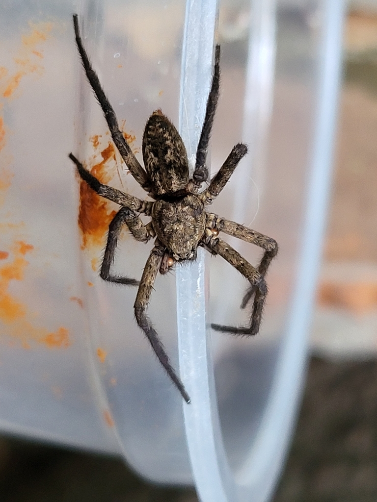 Lauricius in November 2022 by Aa A · iNaturalist