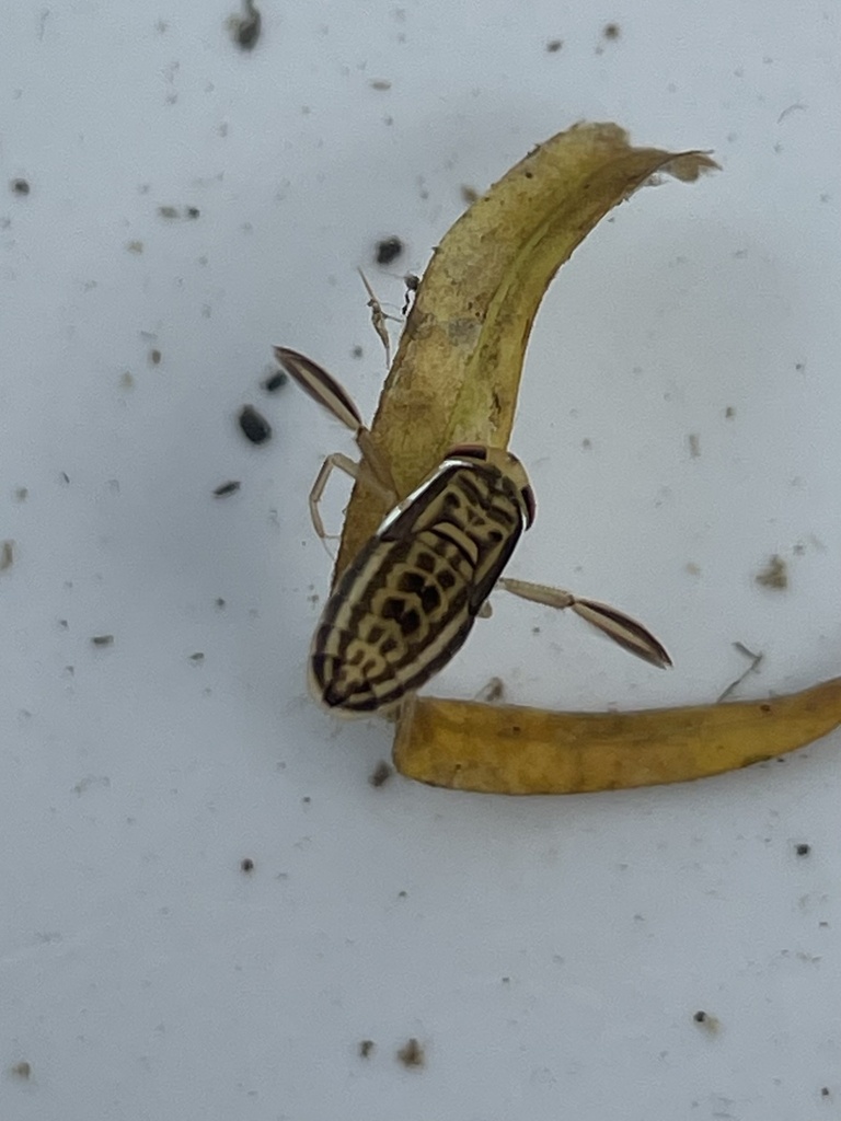Corixini from Cammo Walk, Edinburgh, Scotland, GB on August 17, 2023 at ...