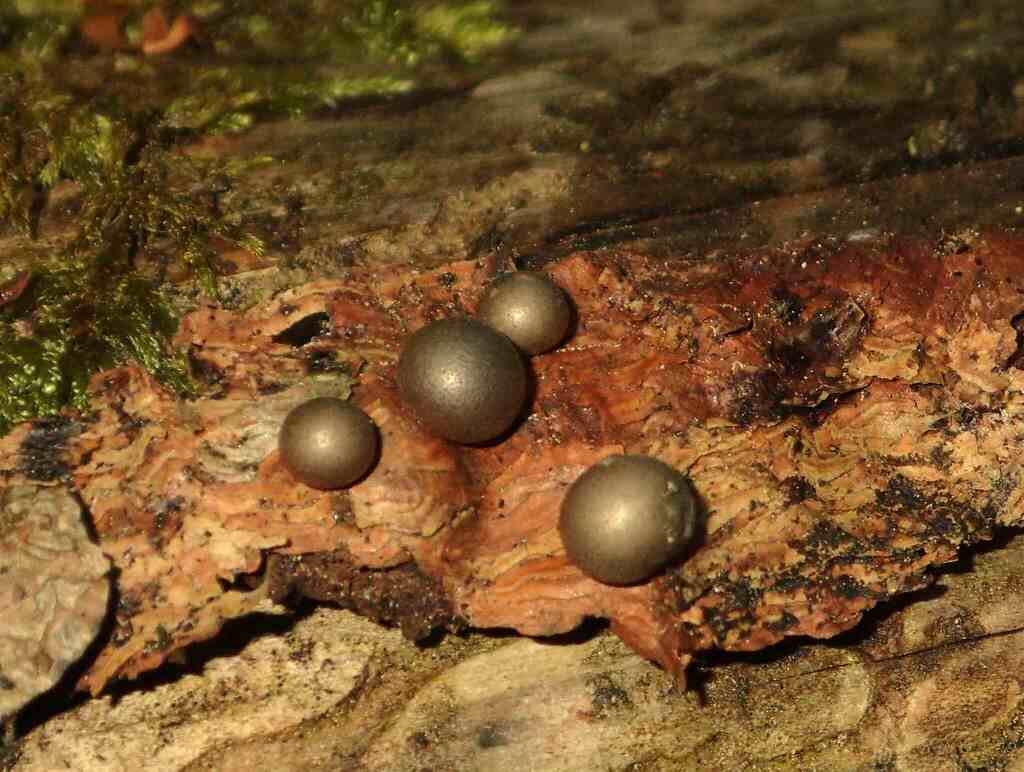 Lycogala palianytsia from 63970 Aydat, France on June 26, 2023 at 02:18 ...