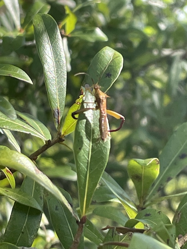 Hyalymenus longispinus from Eagle Lake Park, Largo, FL, US on August 17 ...