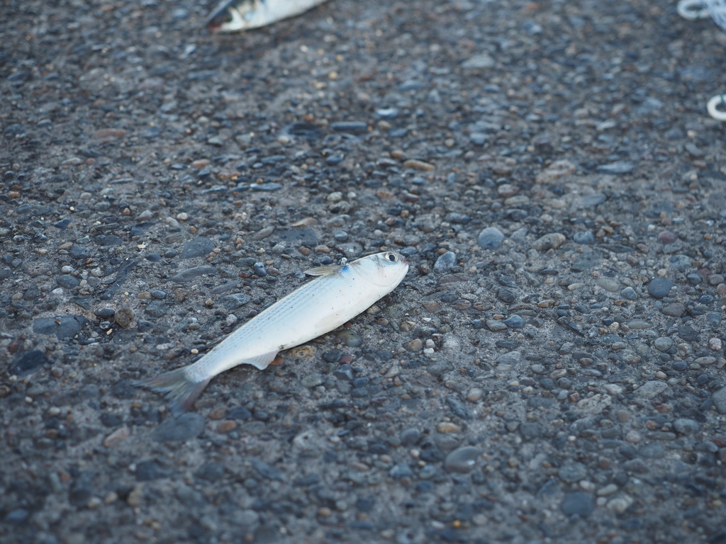 Sea Mullet from Kawaguchicho, Choshi, Chiba 288-0001, Japan on August ...