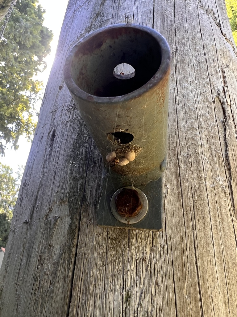 Spiders in August 2023 by Anna · iNaturalist