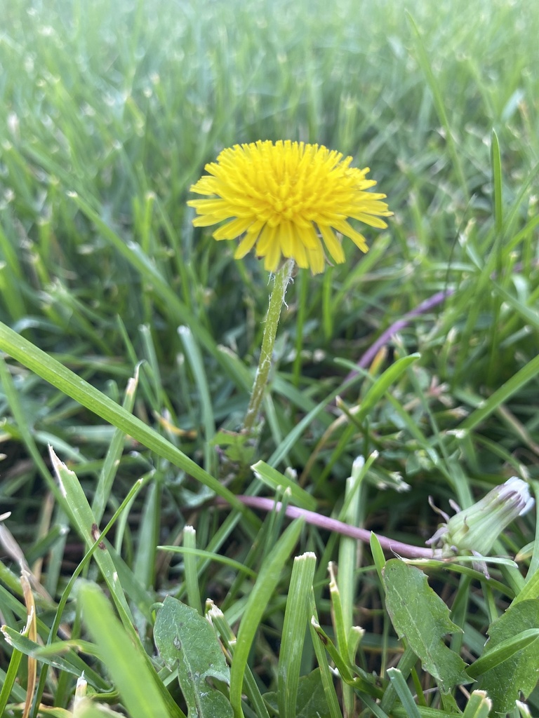 common dandelion from Jimmy Camp Rd, Fountain, CO, US on August 17 ...