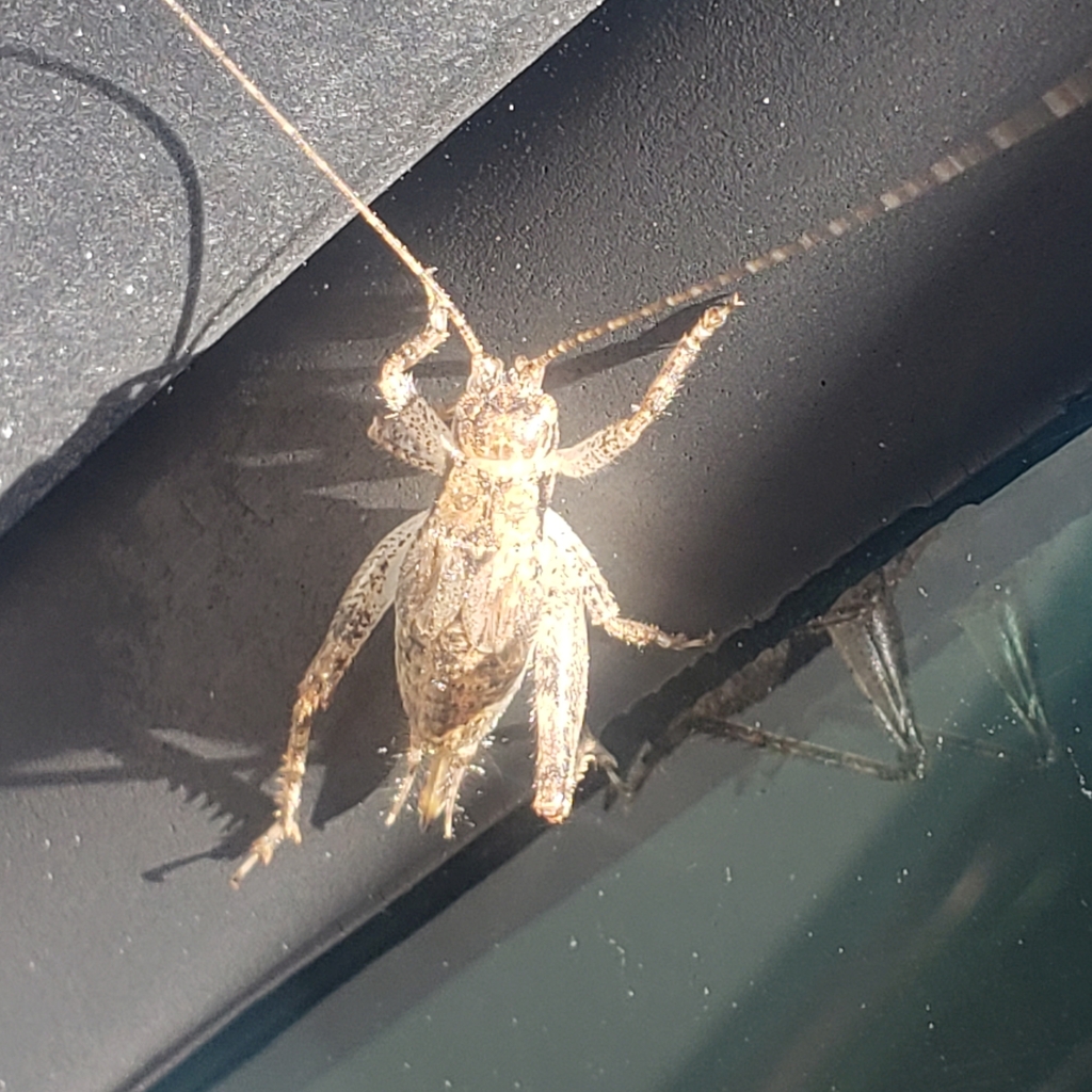 Jumping Bush Cricket from E 26th St at Ash St OB, Erie, PA 16504, USA ...