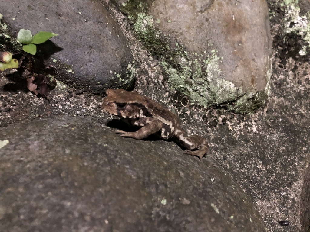 Eastern-Japanese Common Toad from Asukayama Park, Kita, Tokyo, JP on ...