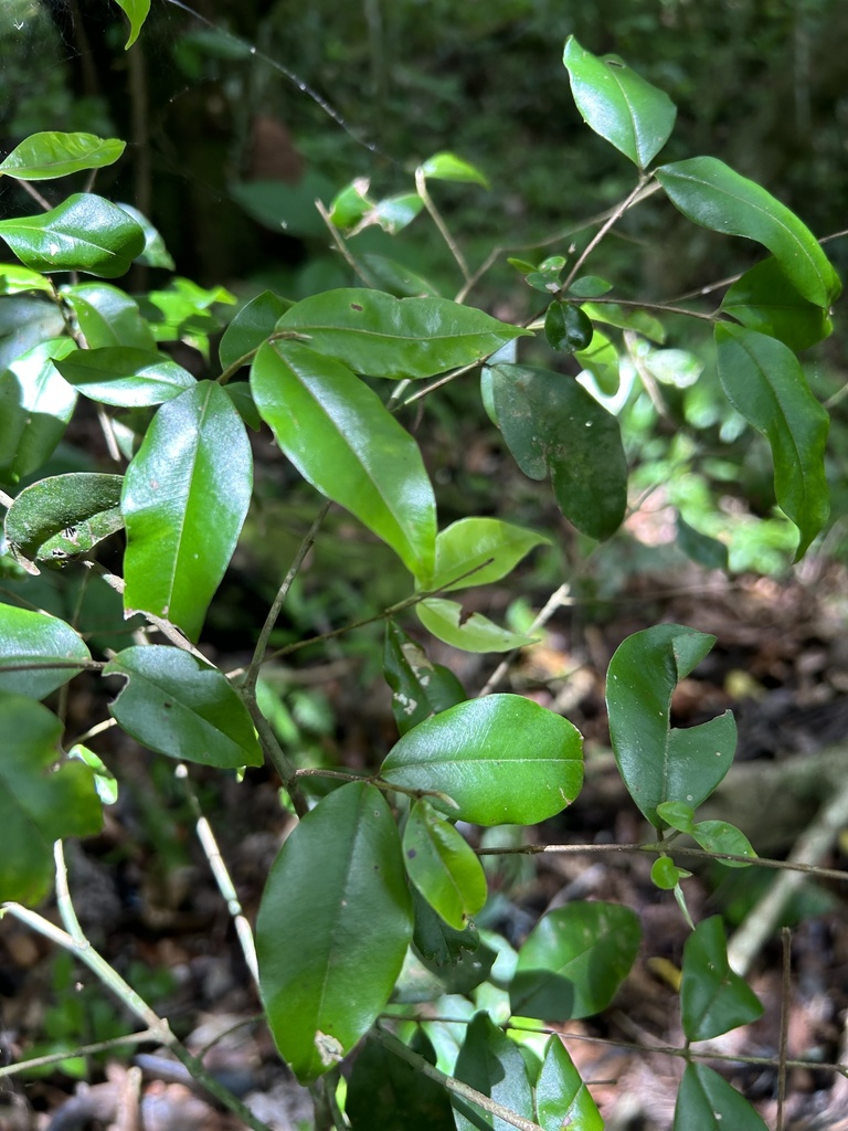 Myrcia splendens from Puerto Rico, Las Marías, Puerto Rico, US on ...
