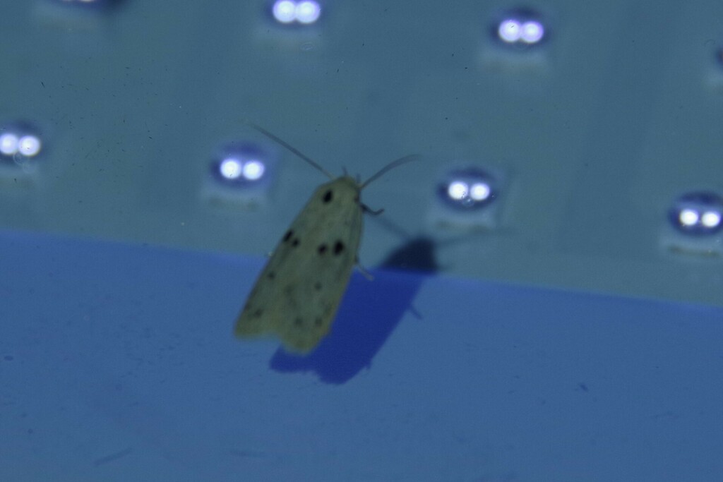 Scythropiodes issikii in August 2023 by Aidan · iNaturalist
