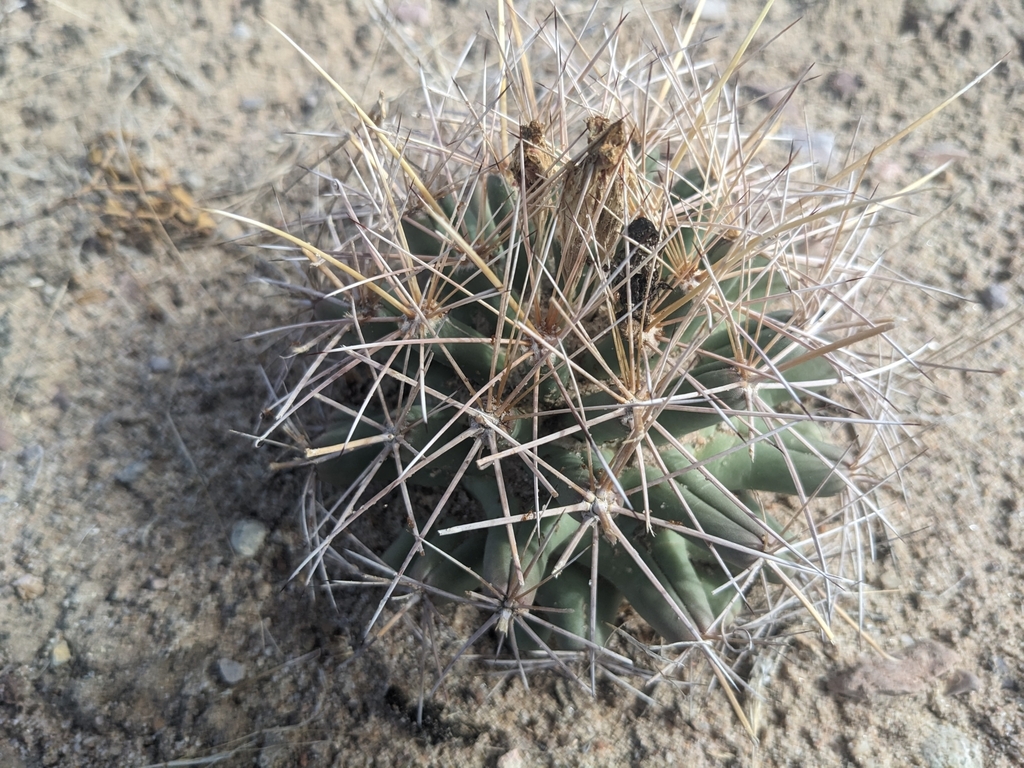 Long-tubercled Cory Cactus in August 2023 by evan · iNaturalist
