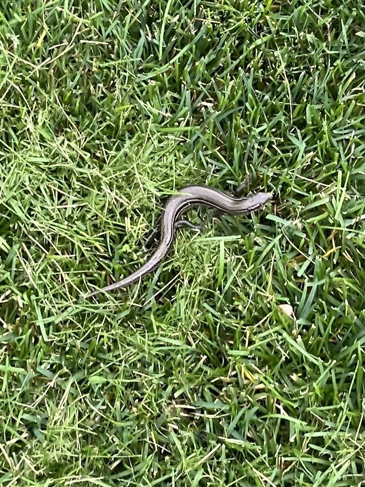 Prairie Skink from Indian Hills Ln, Circle Pines, MN, US on August 10 ...