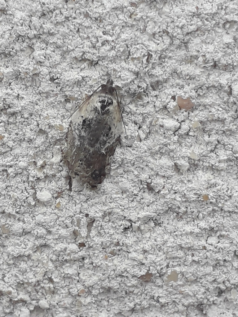 Garden Rose Tortrix from 50170 Beauvoir, France on June 23, 2022 at 02: ...