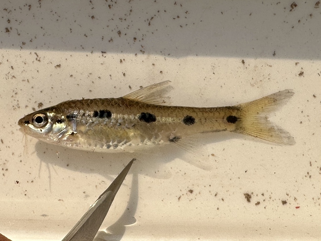 Enteromius greenwoodi from AO on July 6, 2023 at 07:34 AM by joe_cutler ...