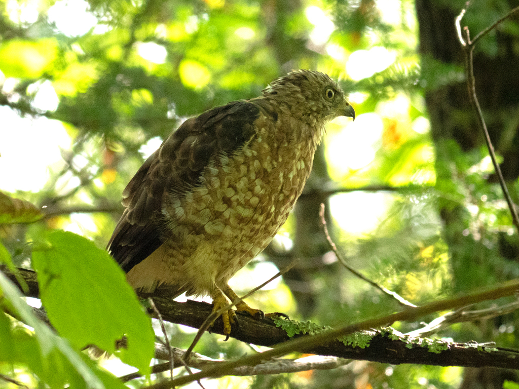 Broad-winged Hawk from Chittenden, VT, USA on August 17, 2023 at 10:00 ...