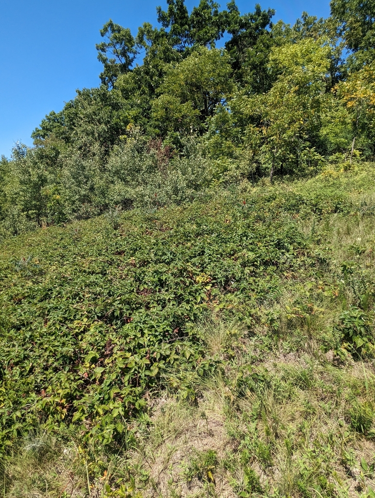 Yankee Blackberry from Mound Prairie Township, MN, USA on August 15 ...