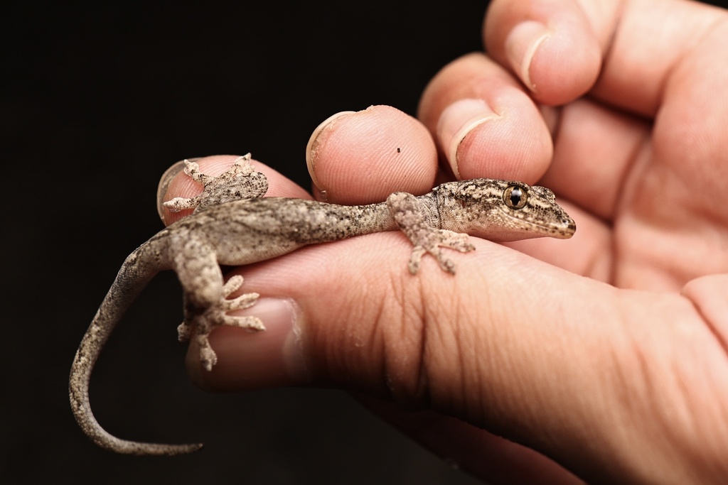 Calling Geckos from 如心小镇景区, 舟山市, 浙江省, CN on August 17, 2023 at 09:14 PM ...