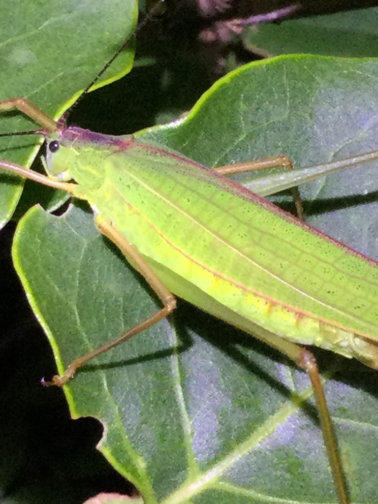 Elimaea fallax from 南园小区, 延边朝鲜族自治州, 吉林省, CN on August 16, 2023 at 10:23 ...