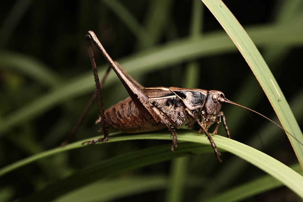Atlanticus sinensis from 如心小镇景区, 舟山市, 浙江省, CN on August 17, 2023 at 09: ...