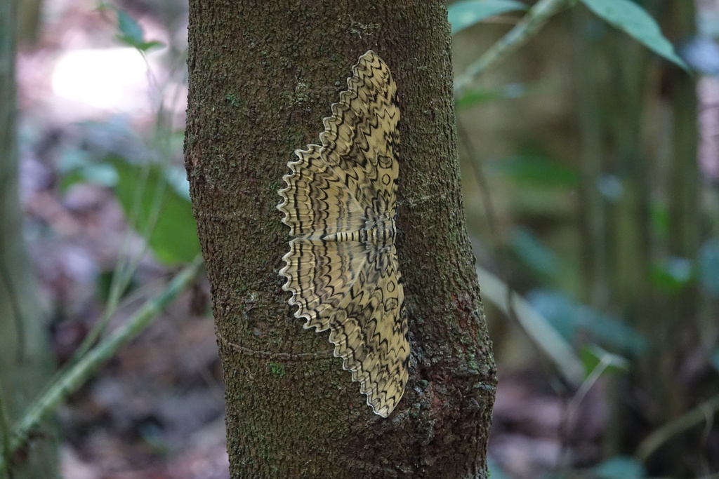 White Witch Moth from Camacan - State of Bahia, Brazil on February 7 ...