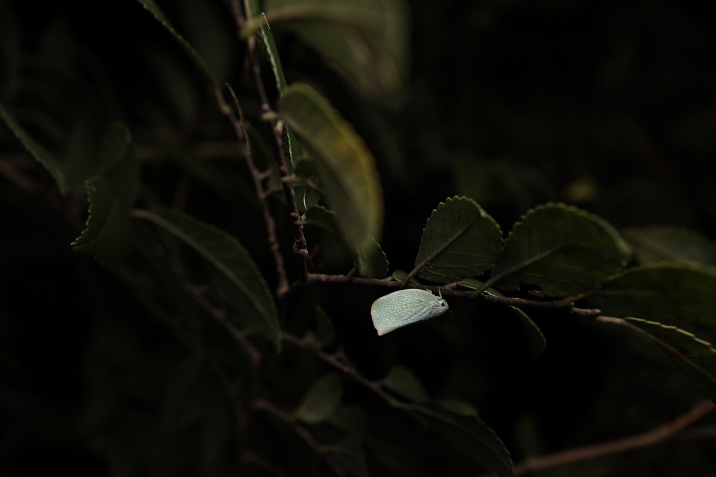Geisha distinctissima from 如心小镇景区, 舟山市, 浙江省, CN on August 17, 2023 at ...