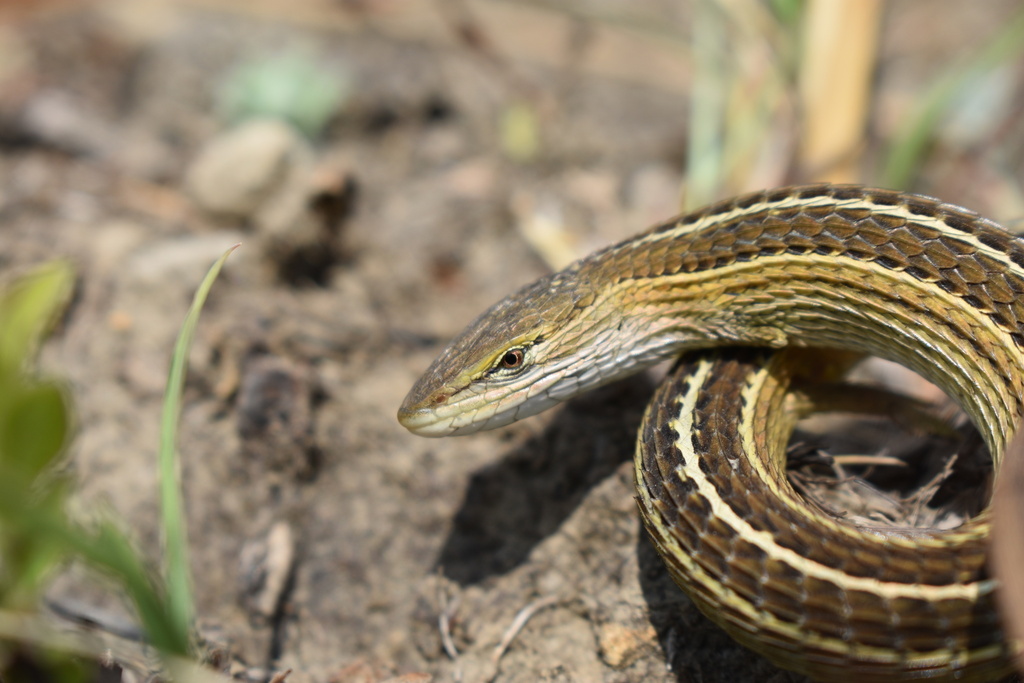 Transvaal Snake Lizard in August 2023 by dasypeltis · iNaturalist