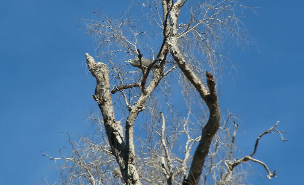 White-faced Heron from Calvert River, Calvert NT 0862, Australia on ...