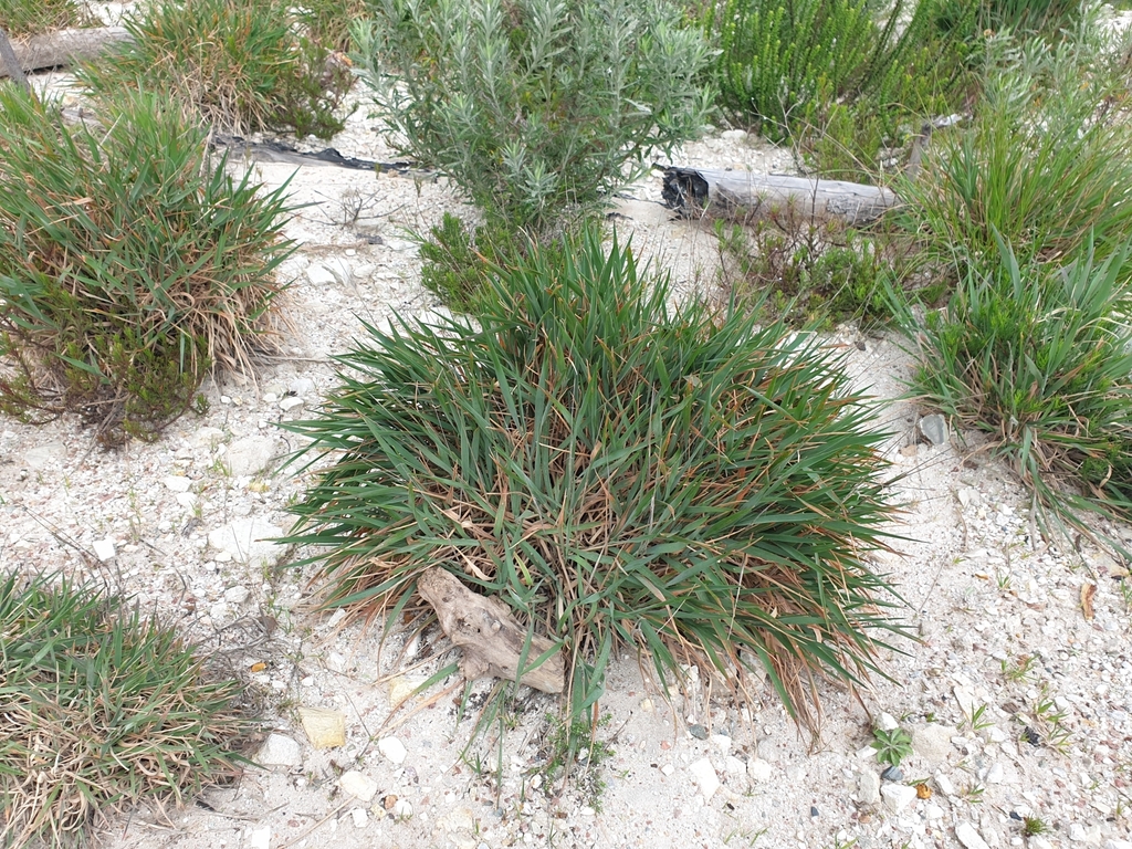 grasses from Grabouw, 7160, South Africa on August 17, 2023 at 11:10 AM ...