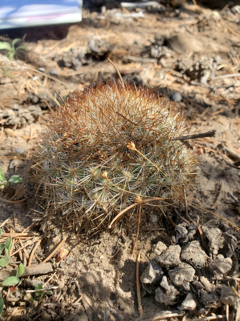Mountain Ball Cactus from Ranchos De Taos, NM 87557, USA on August 17 ...