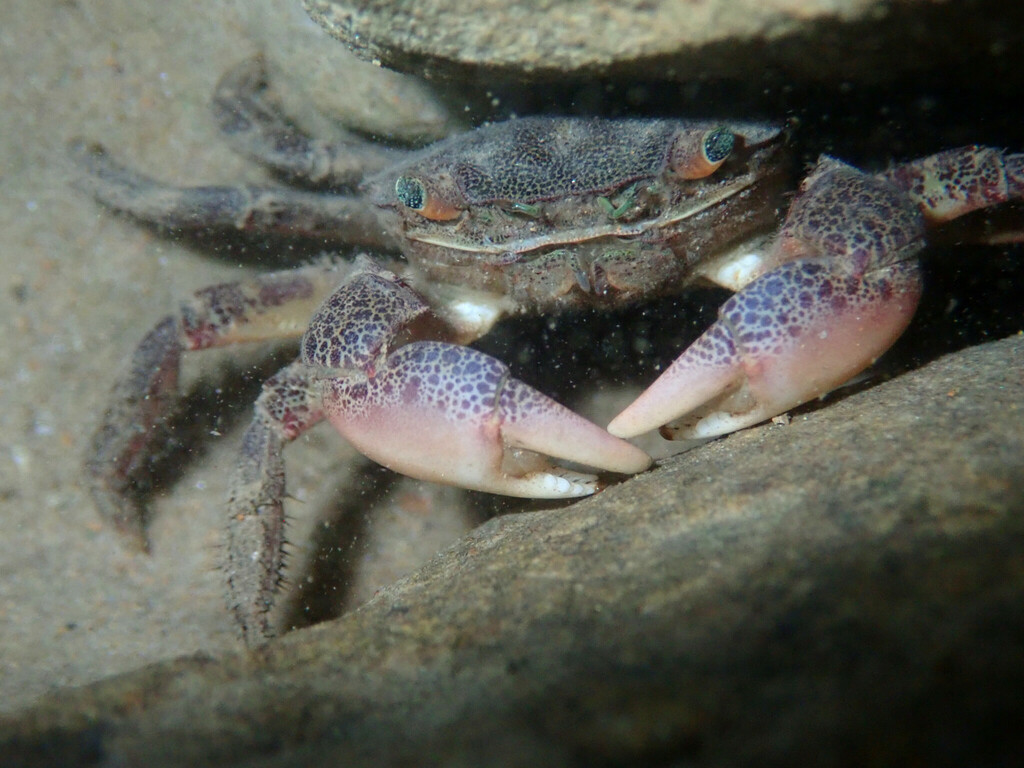 Asian Shore Crab from Nouveau Taipei, Taïwan on June 30, 2023 at 06:40 ...