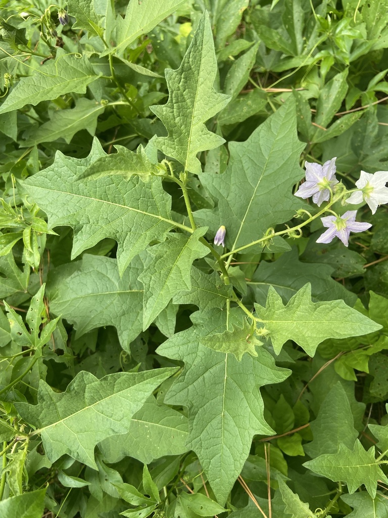 Carolina horsenettle from Lynndale Dr, Raleigh, NC, US on August 17 ...