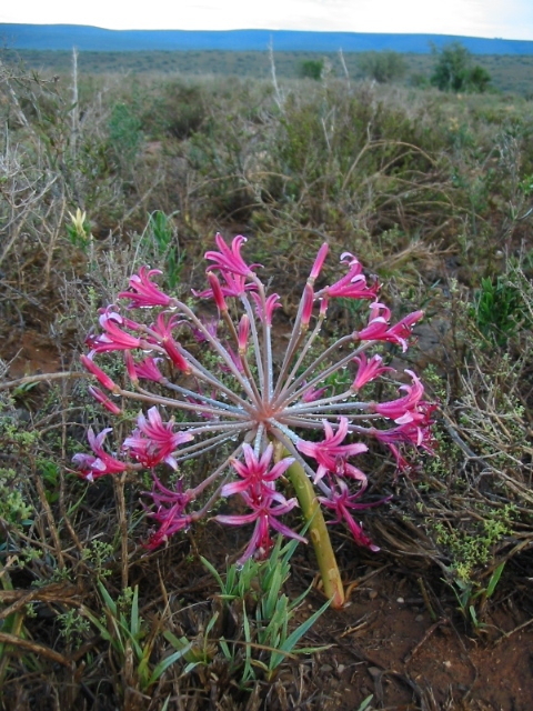 Nerine huttoniae from Fish River Valley on February 13, 2004 at 06:26 ...