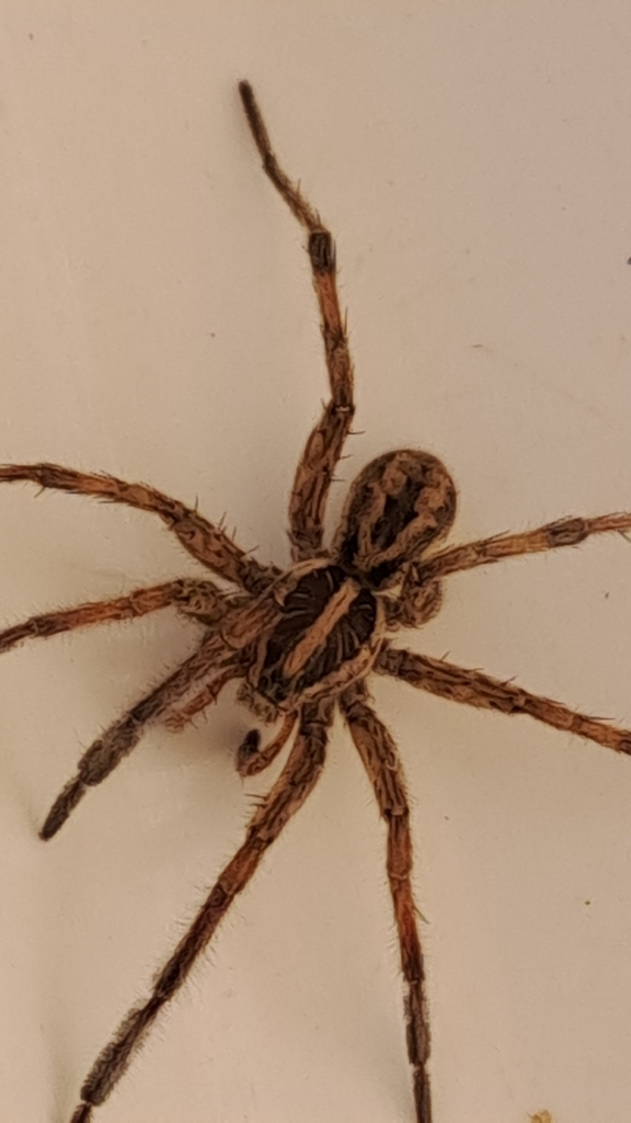 Radiated Wolf Spider from 63846 Monte Giberto, Fermo, Italien on August ...