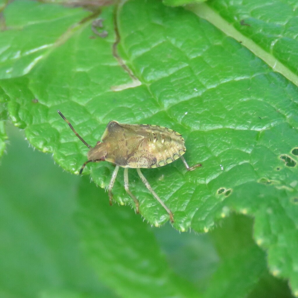 Stink Bugs, Shield Bugs, and Allies from 431 E Rd, Milton, VT 05468 ...