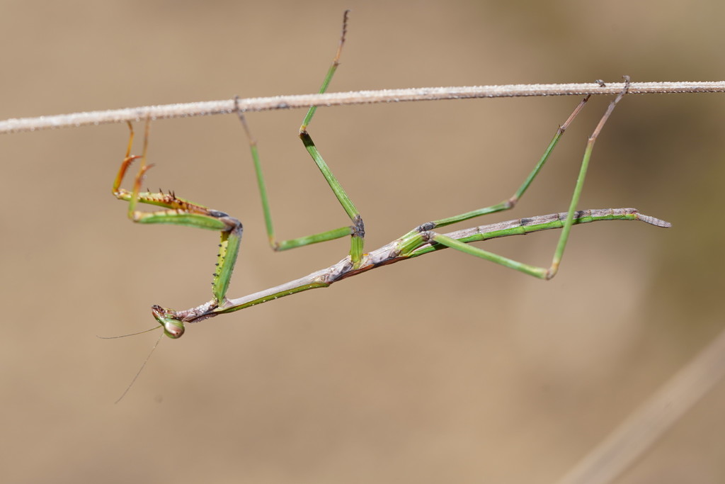 Australian Stick Mantis (Insects of Casey, VIC, AU) · iNaturalist