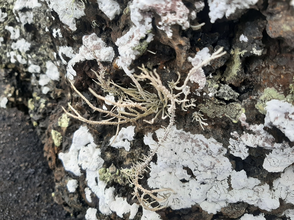 Red Beard Lichen from Puerto Villamil, Équateur on August 17, 2023 at ...
